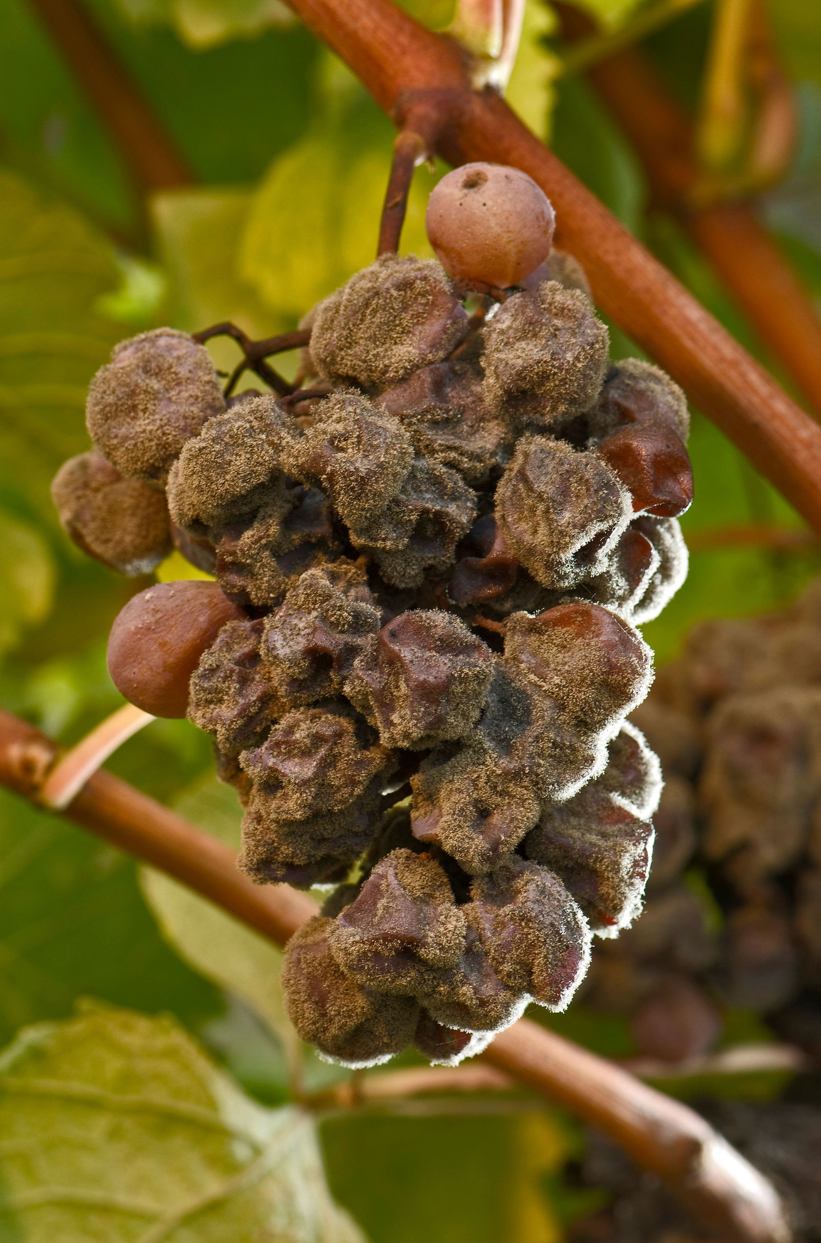 Vine to Wine: A Year of Viti/Vini - June