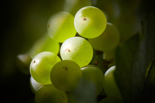 Chemistry behind Champagne aromas