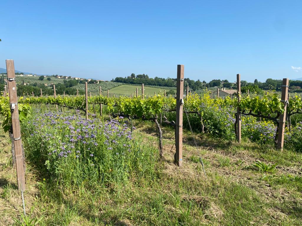 A Closer Look at Ingredients in Wine