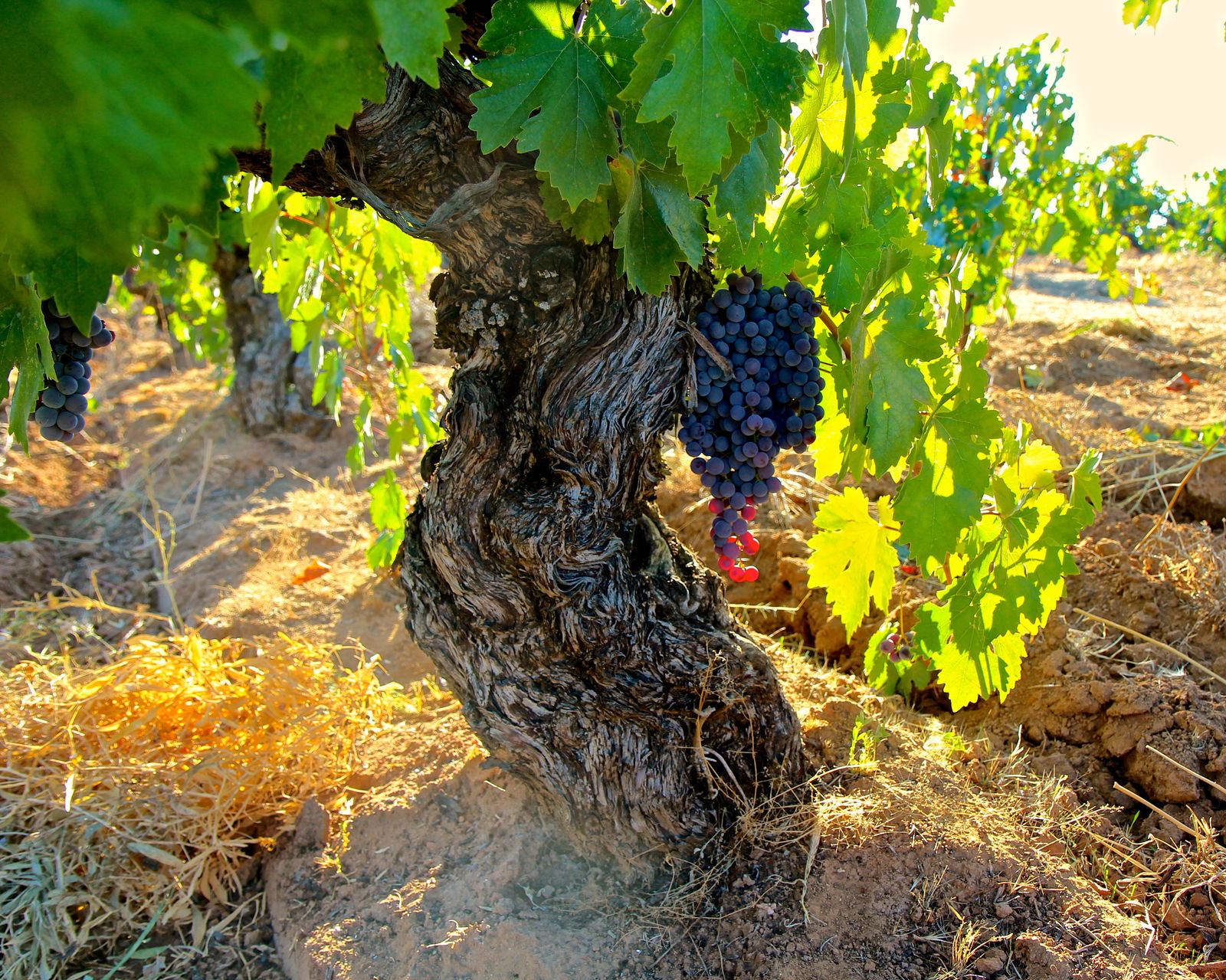Why appreciation of old vines is challenging yet more important than ever