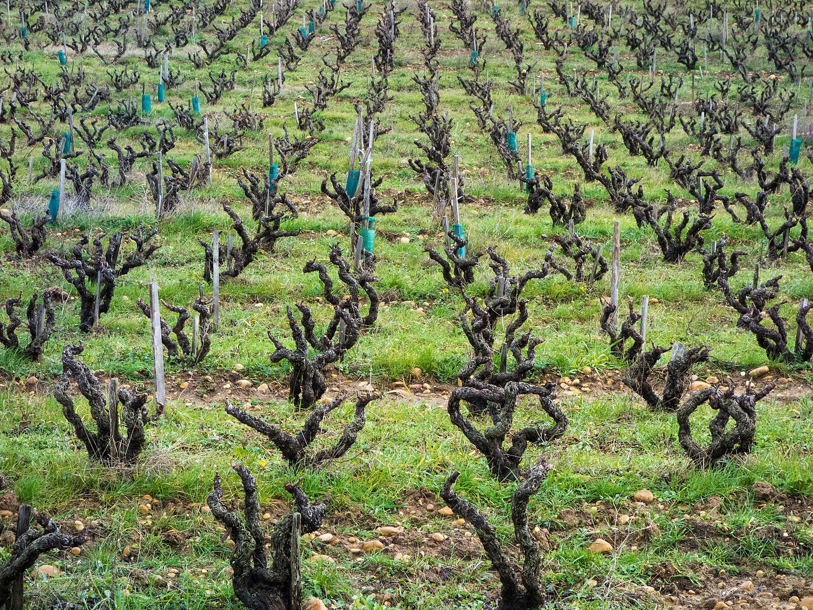 Why appreciation of old vines is challenging yet more important than ever