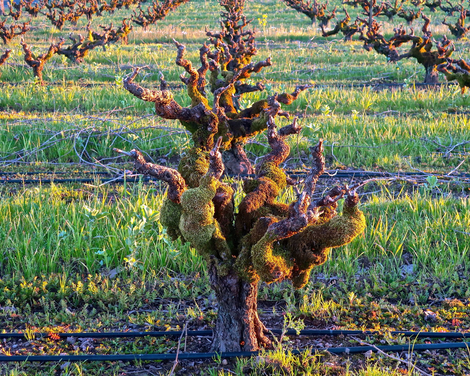 Why appreciation of old vines is challenging yet more important than ever