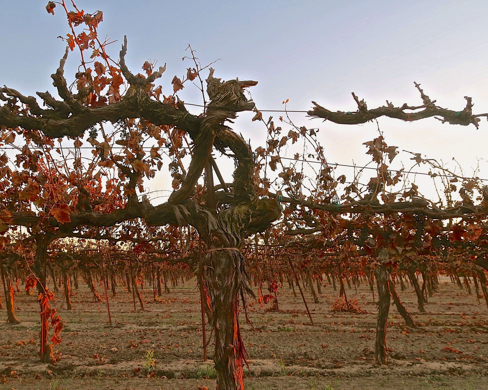 Ten reasons why old vines are more important than ever