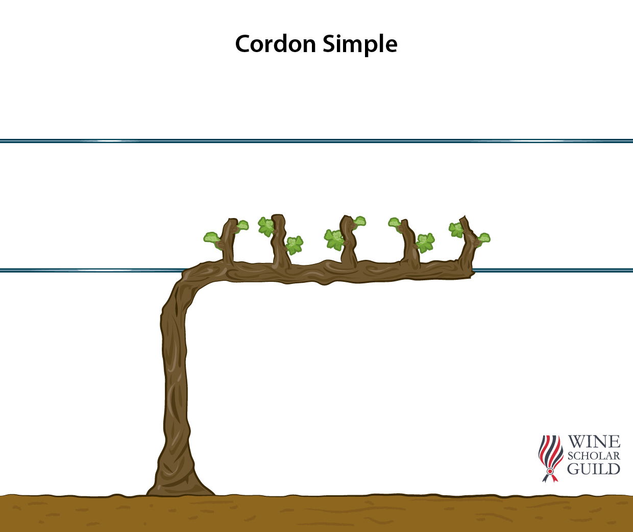 Vine School: Part 1 – Common Vine-Training Systems