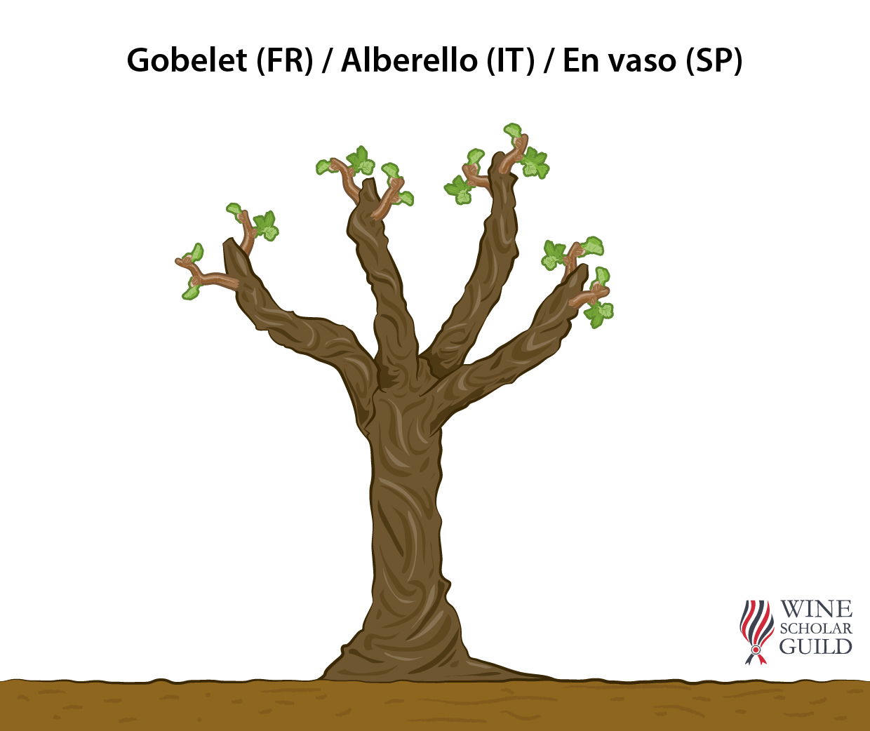 Vine School: Part 1 – Common Vine-Training Systems